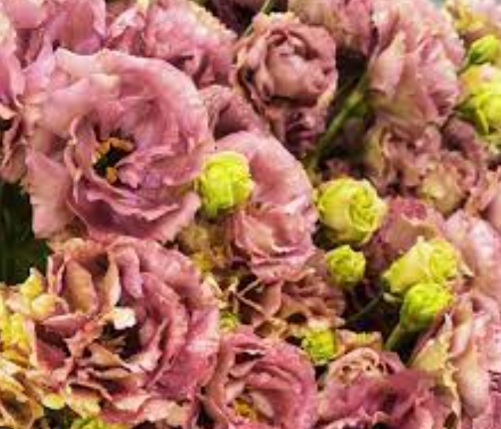 Lisianthus | Canadian – Cut Flower Exchange