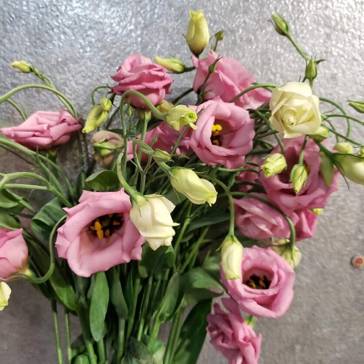 Lisianthus | Canadian – Cut Flower Exchange
