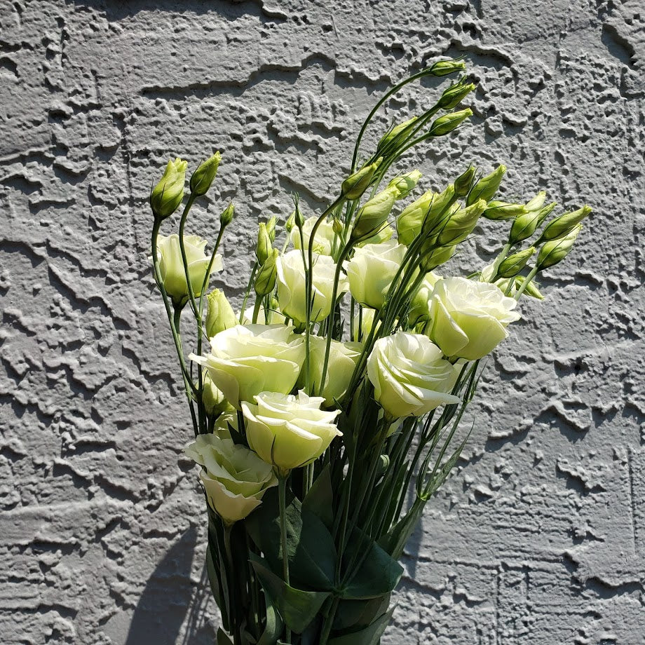 Lisianthus | Canadian – Cut Flower Exchange