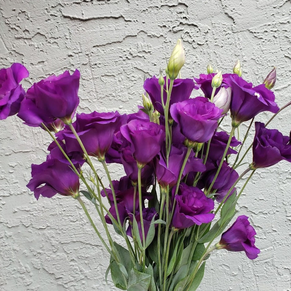 Lisianthus | Canadian – Cut Flower Exchange