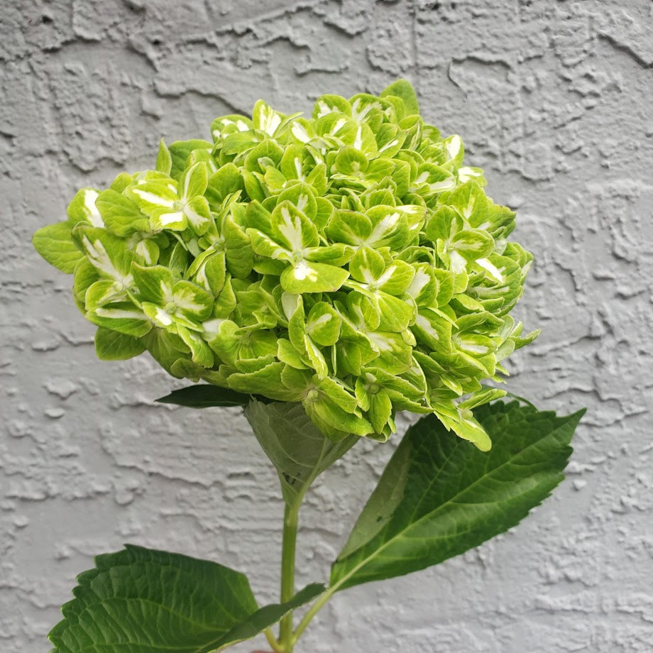 Hydrangea | per 5 stem bunch – Cut Flower Exchange