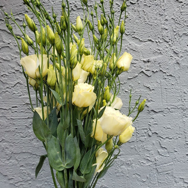 Lisianthus | Canadian – Cut Flower Exchange