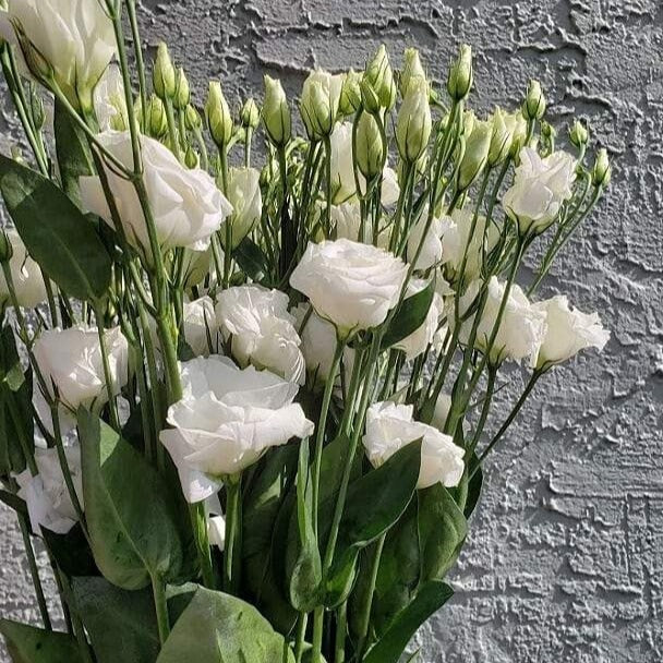 Lisianthus | Canadian – Cut Flower Exchange
