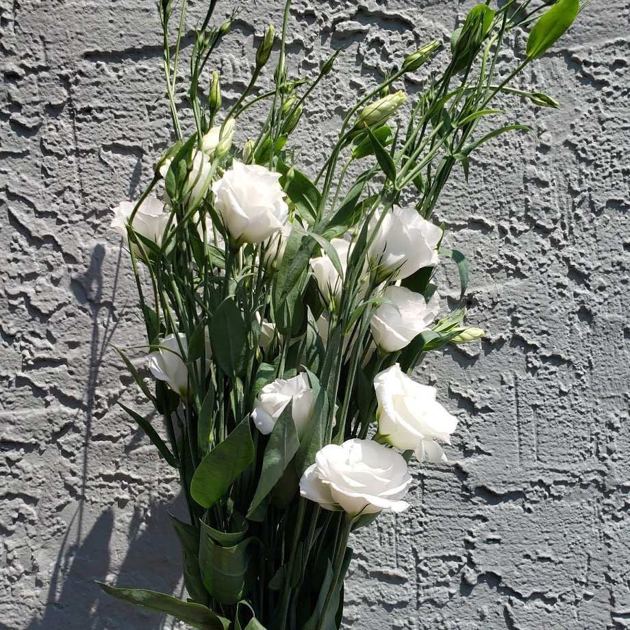 Lisianthus | Canadian – Cut Flower Exchange
